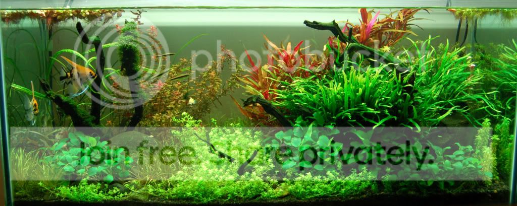 Rimless 75 Gallon - Where's the equipment? | The Planted Tank Forum