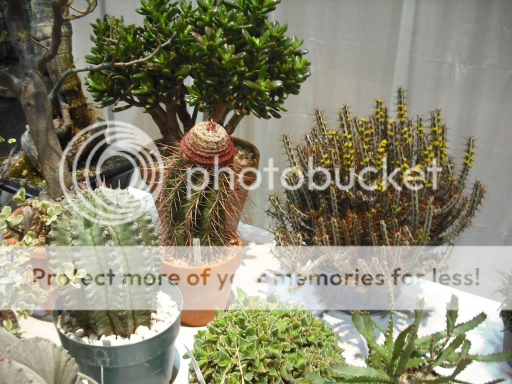 30th annual Connecticut Flower and Garden Show - CactiGuide.com