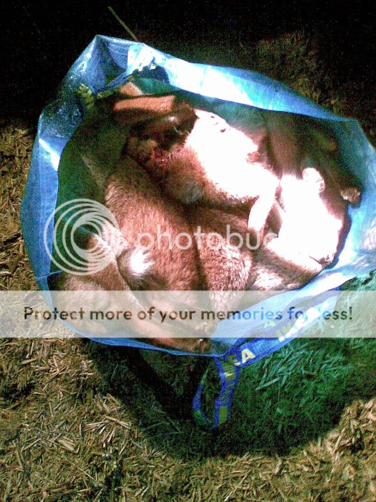 A Roe Sack for £2 | The Stalking Directory