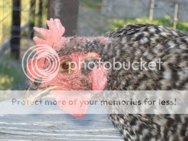 BR pale comb +wattles swollen..Feet red ..any ideas ? Pics included ...