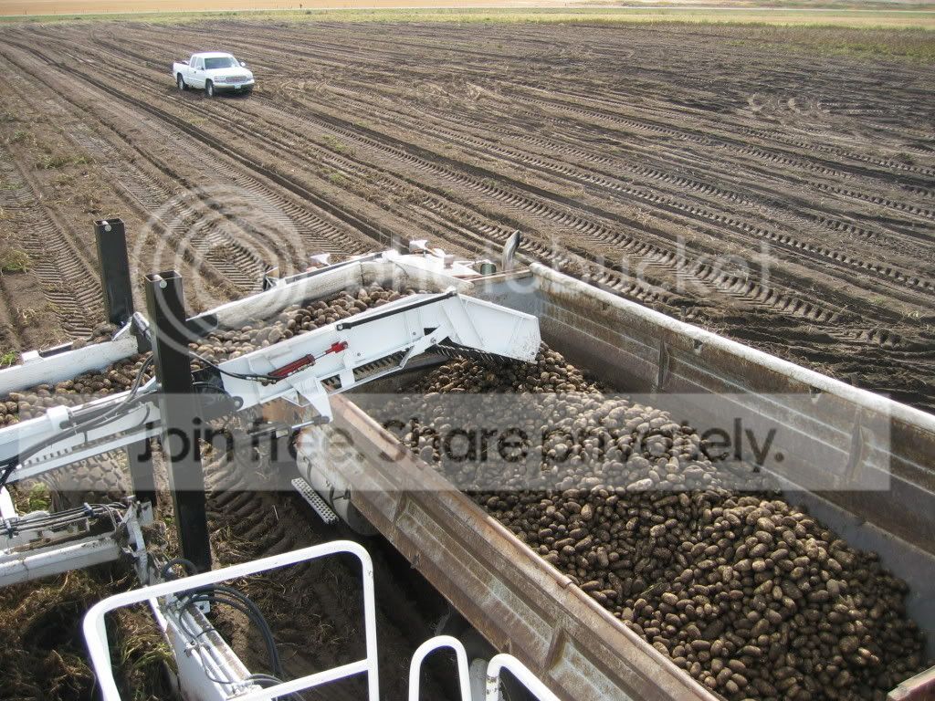 more self-propelled potato digger pics | The Combine Forum