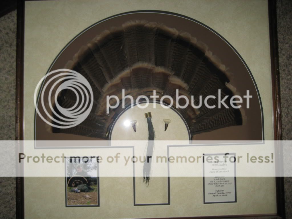 My turkey fans came in | GON Forum