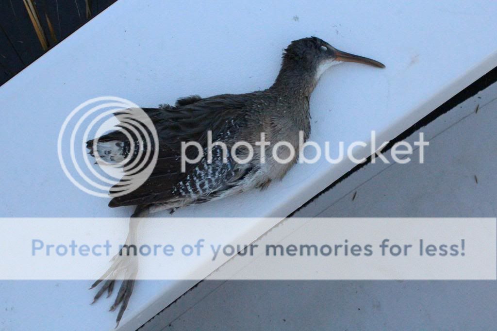 Marsh hens | GON Forum