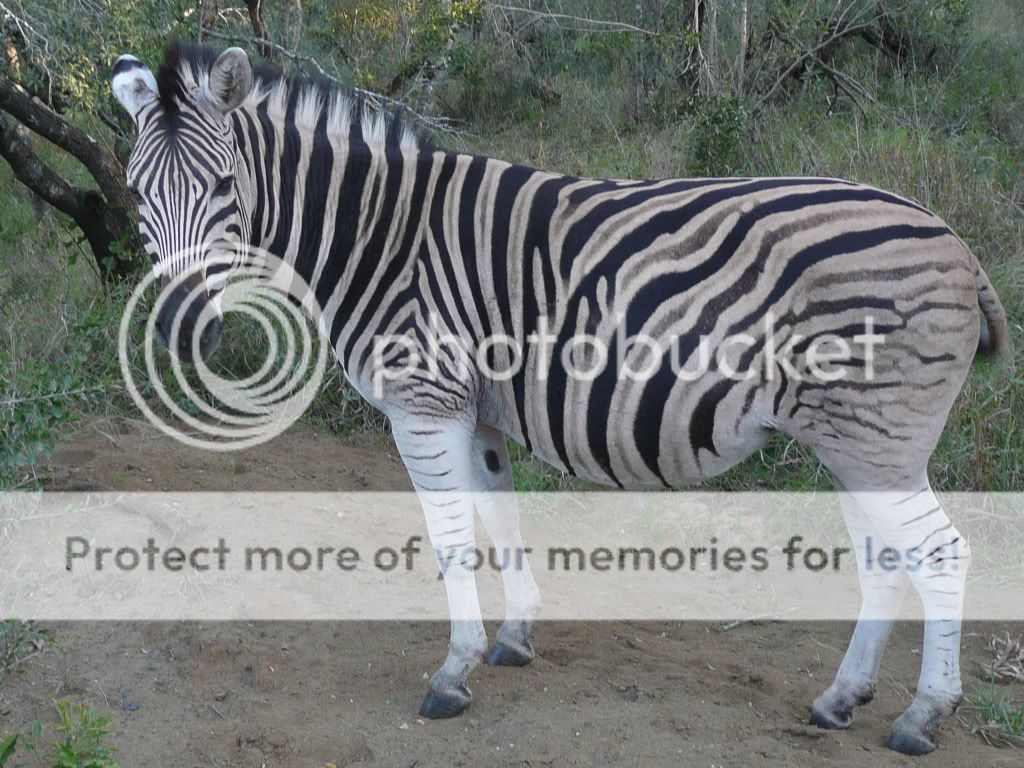 Hluhluwe Safari | Travel Blog