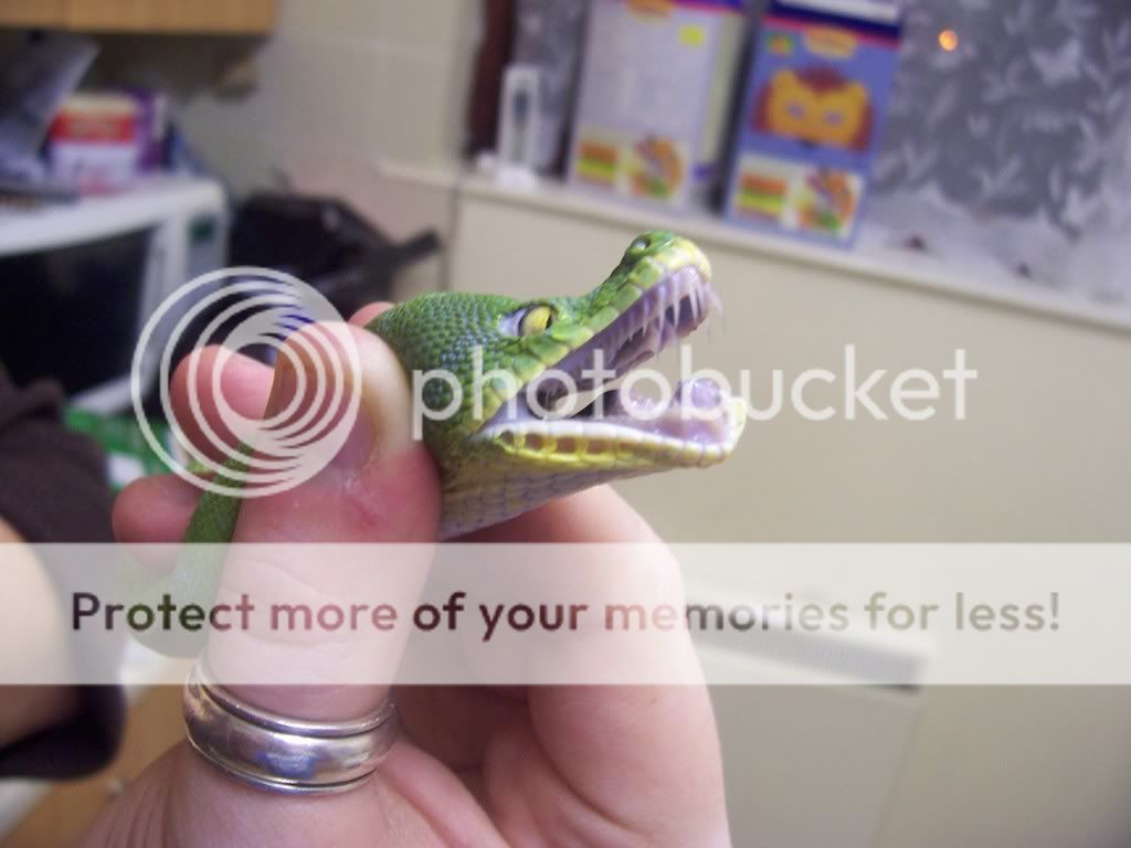 Please How Big Are There Teeth | Page 2 | Reptile Forums