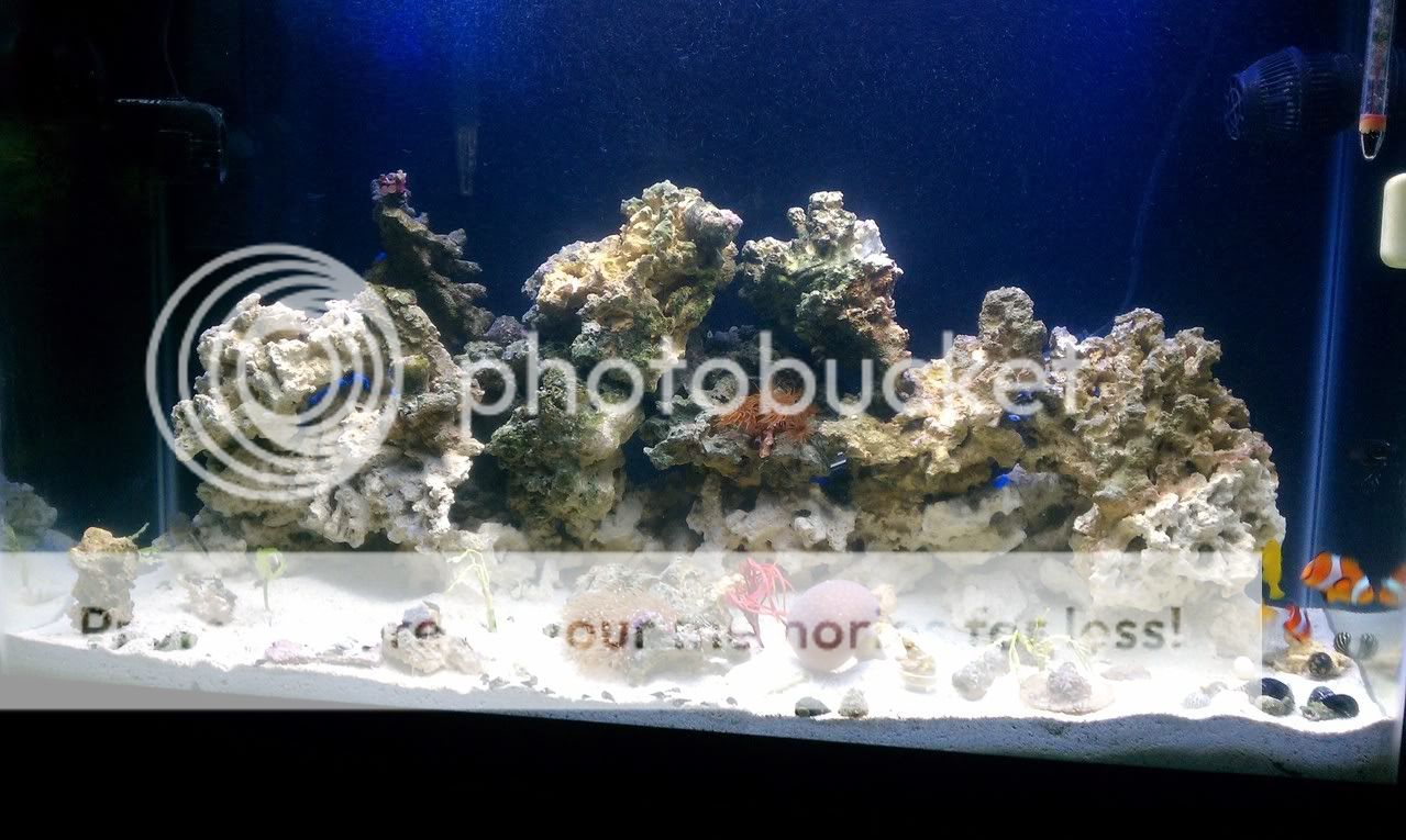 Who else has a fish tank? > Pets > AR15.COM